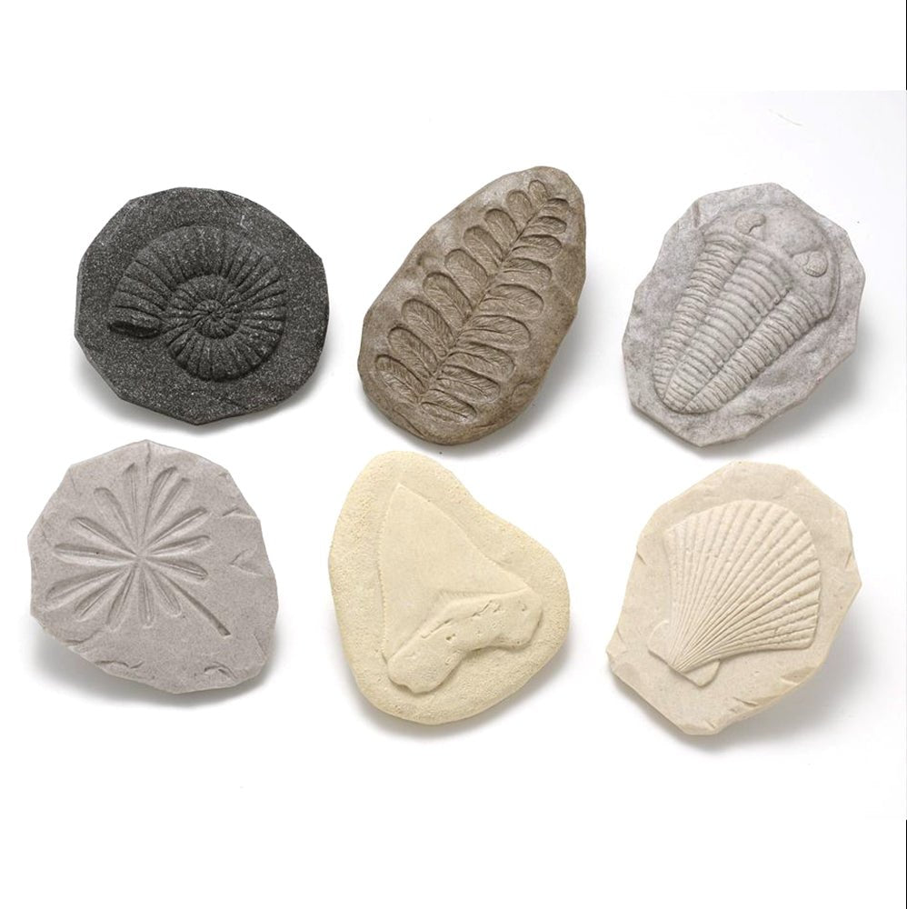 Lets Investigate Fossils Sensory toys | Yellow Door sensory toys ...